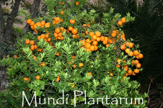 Citrus (x) aurantium (var.) myrtifolia | Mundi Plantarum